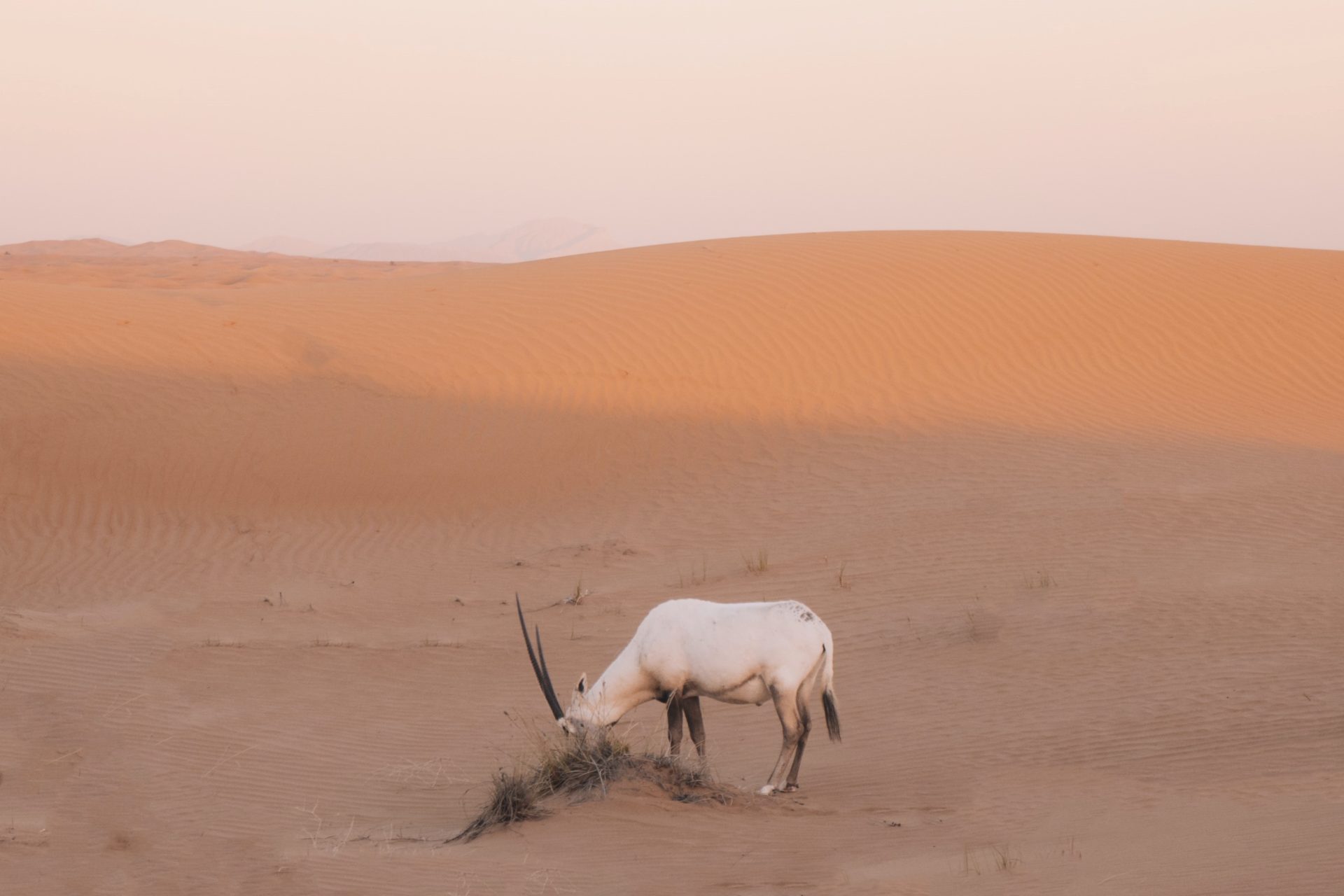17 Hidden Gems in Dubai - Valentina's Destinations